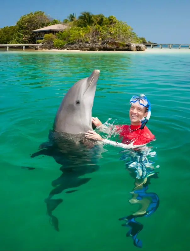 ACTIVITIES to do in MARATHON Florida Dolphin Cove